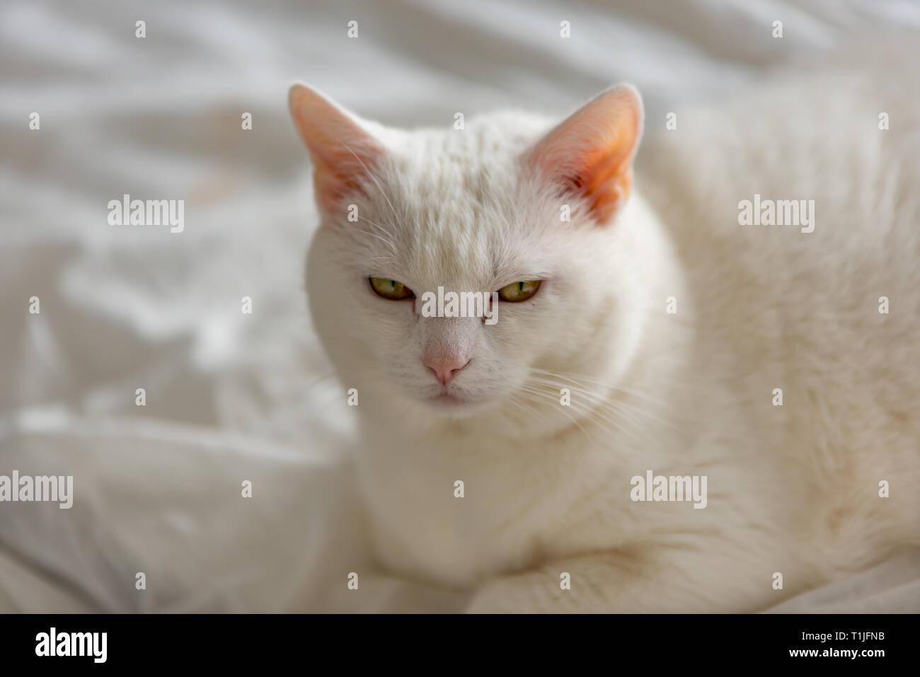 White cat cute hi-res stock photography and images - Alamy