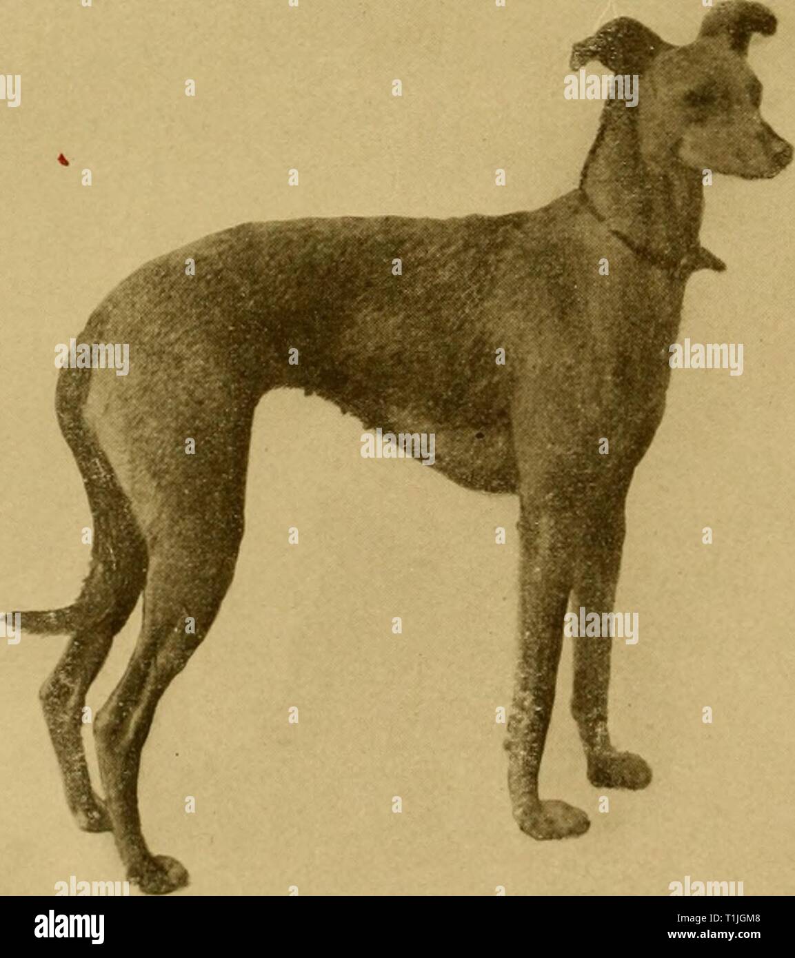 The dog book a Stock Photo - Alamy