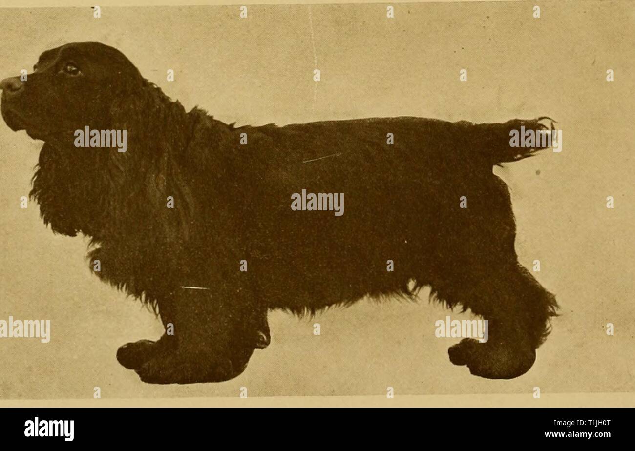 The dog book a Stock Photo - Alamy