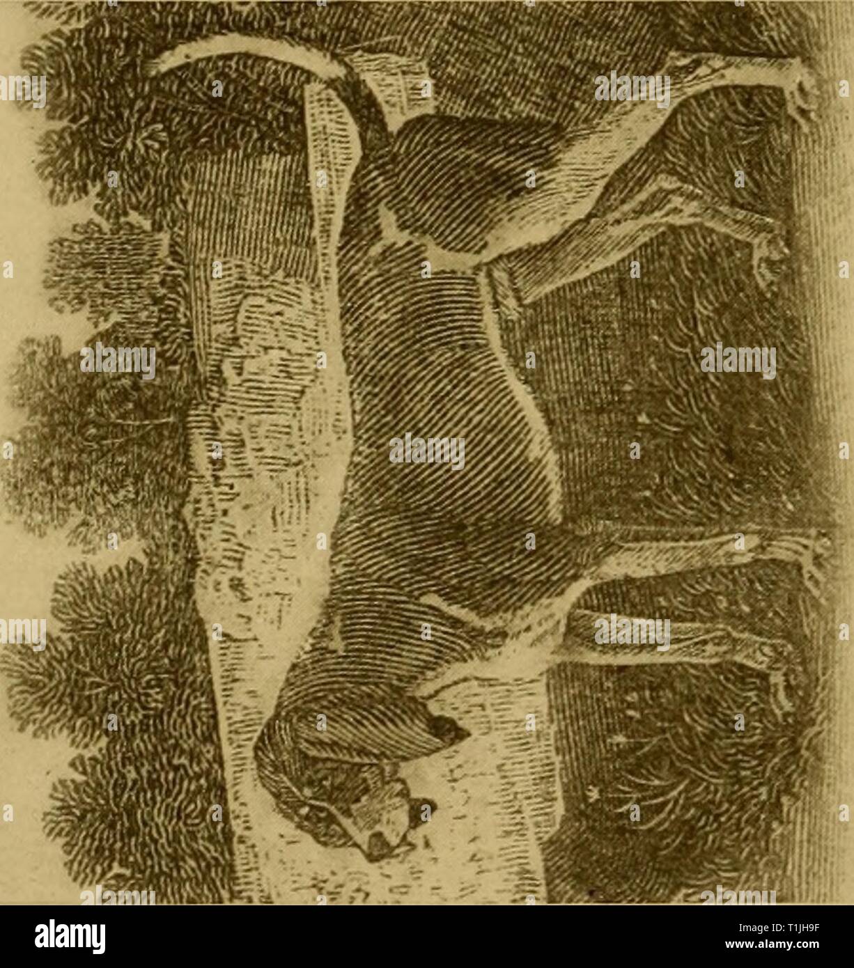 The dog book a Stock Photo - Alamy