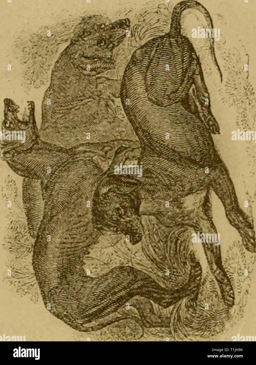 The dog book a Stock Photo - Alamy