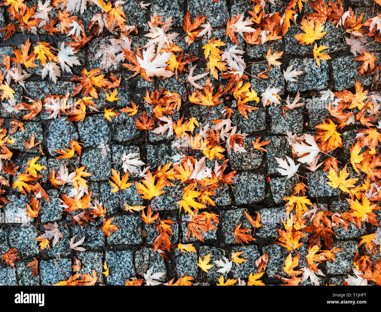 Fall season, weather and environment concept - Autumn leaves and trees ...