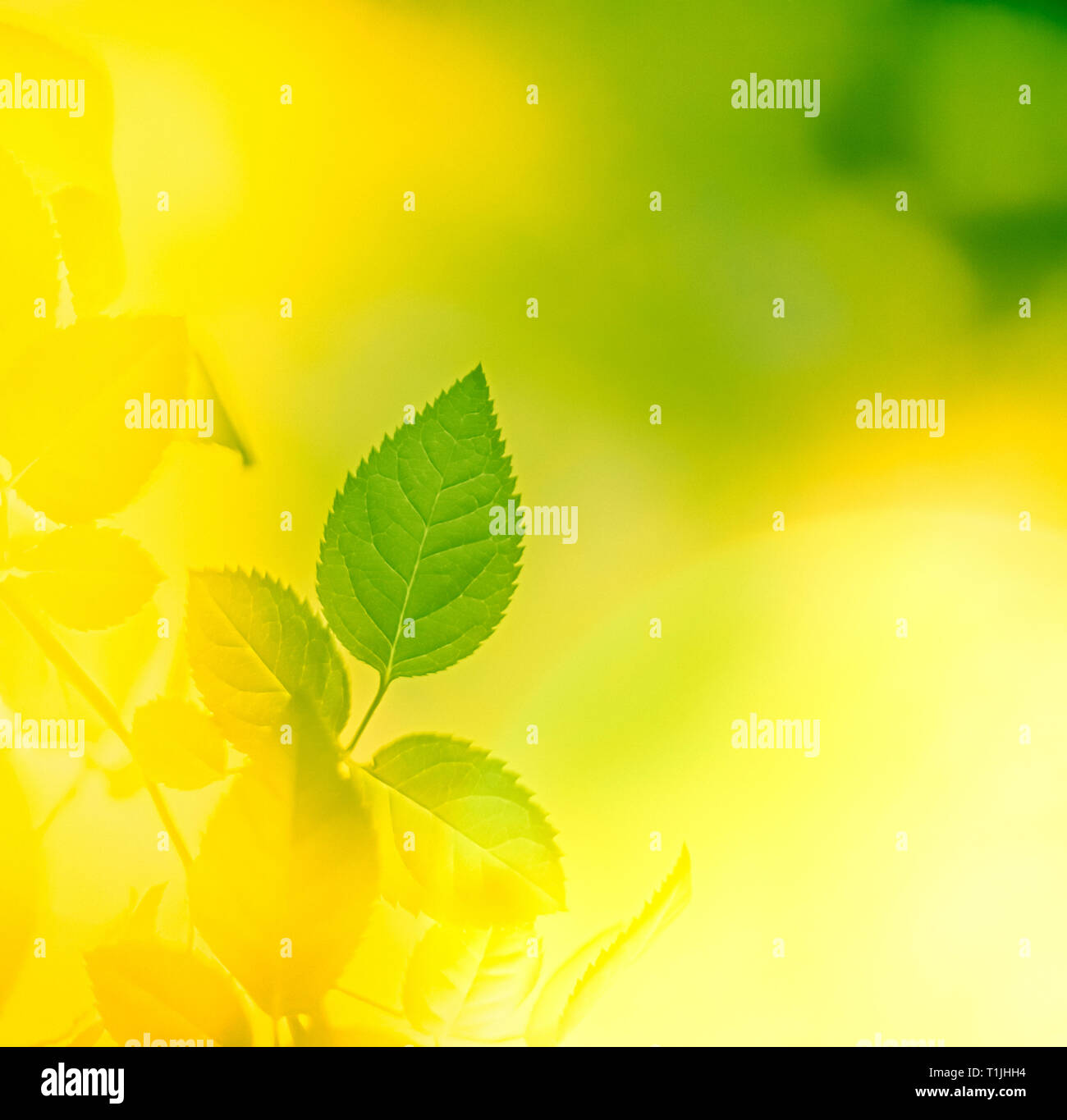 Fresh leaves and sunlight in spring - saving nature, healthy ...