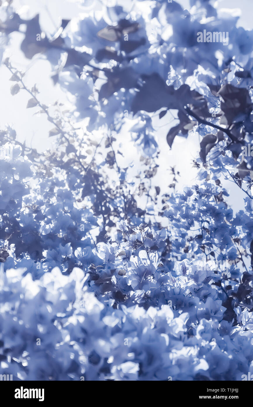 Flower background, spring nature and botanical beauty concept - Blue ...