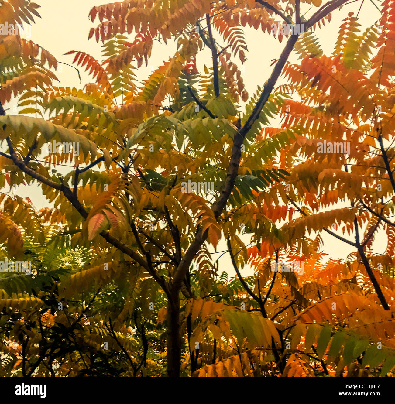 Fall season, weather and environment concept - Autumn leaves and trees ...
