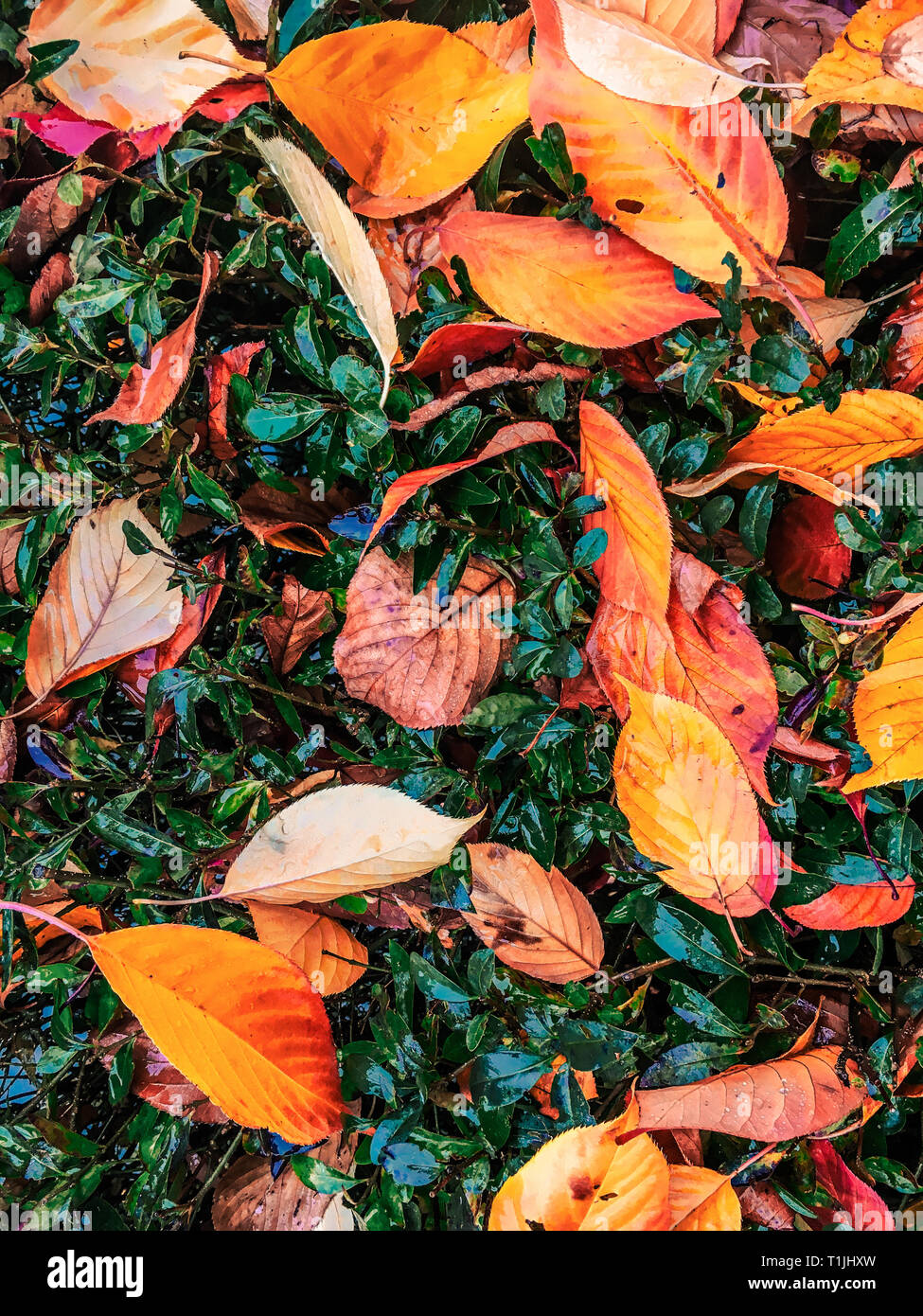 Fall season, weather and environment concept - Autumn leaves and trees ...