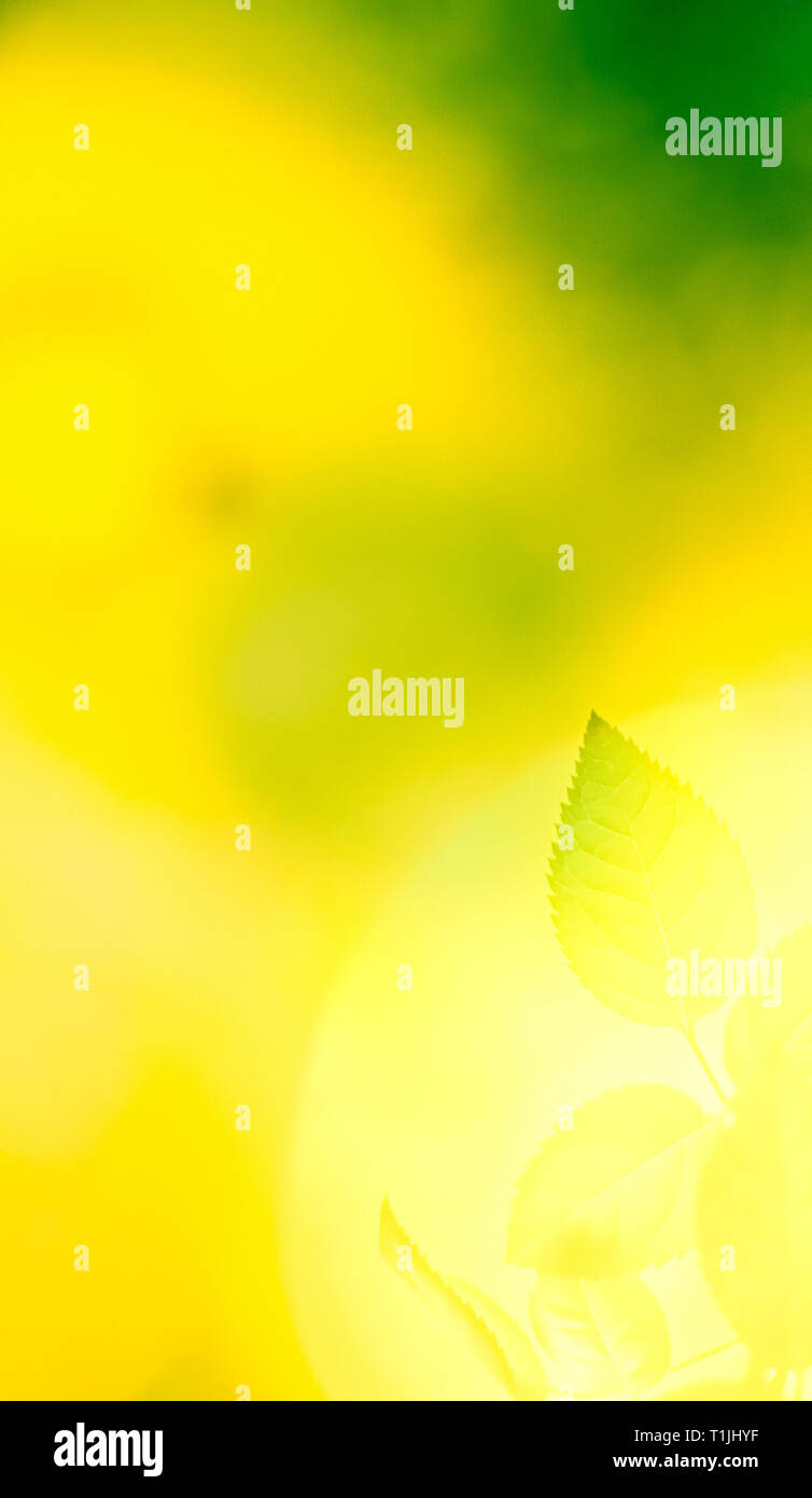 Fresh leaves and sunlight in spring - saving nature, healthy ...