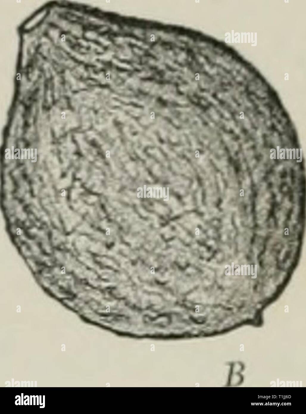 Monilia fructigena hi-res stock photography and images - Alamy