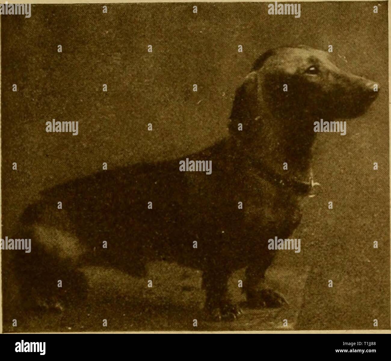 The dog book a Stock Photo - Alamy