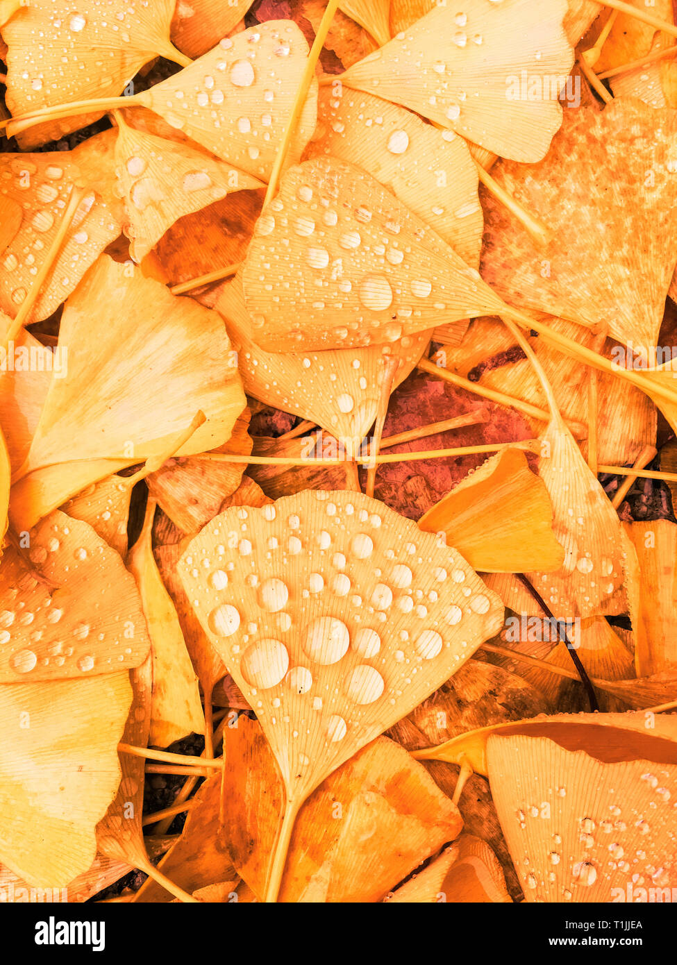 Fall season, weather and environment concept - Autumn leaves and trees ...