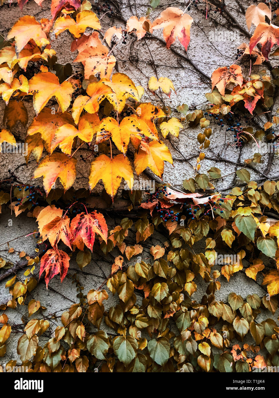 Fall season, weather and environment concept - Autumn leaves and trees ...