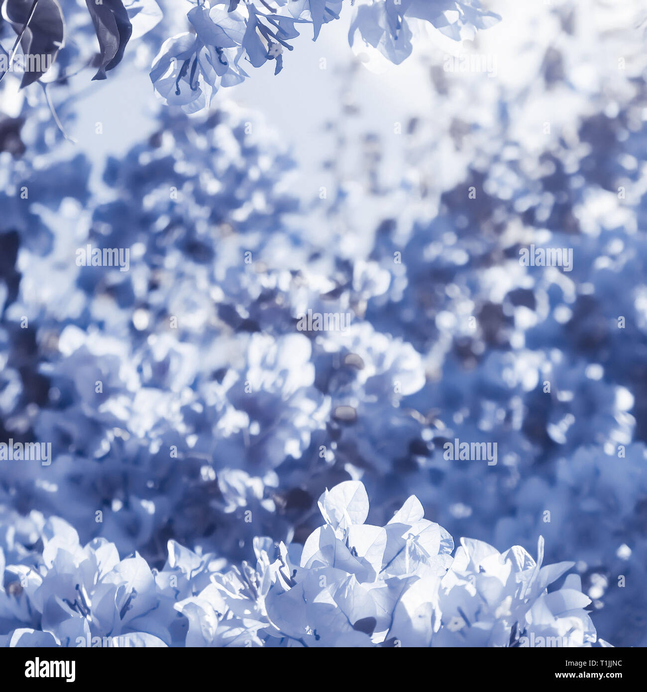 Flower background, spring nature and botanical beauty concept - Blue ...