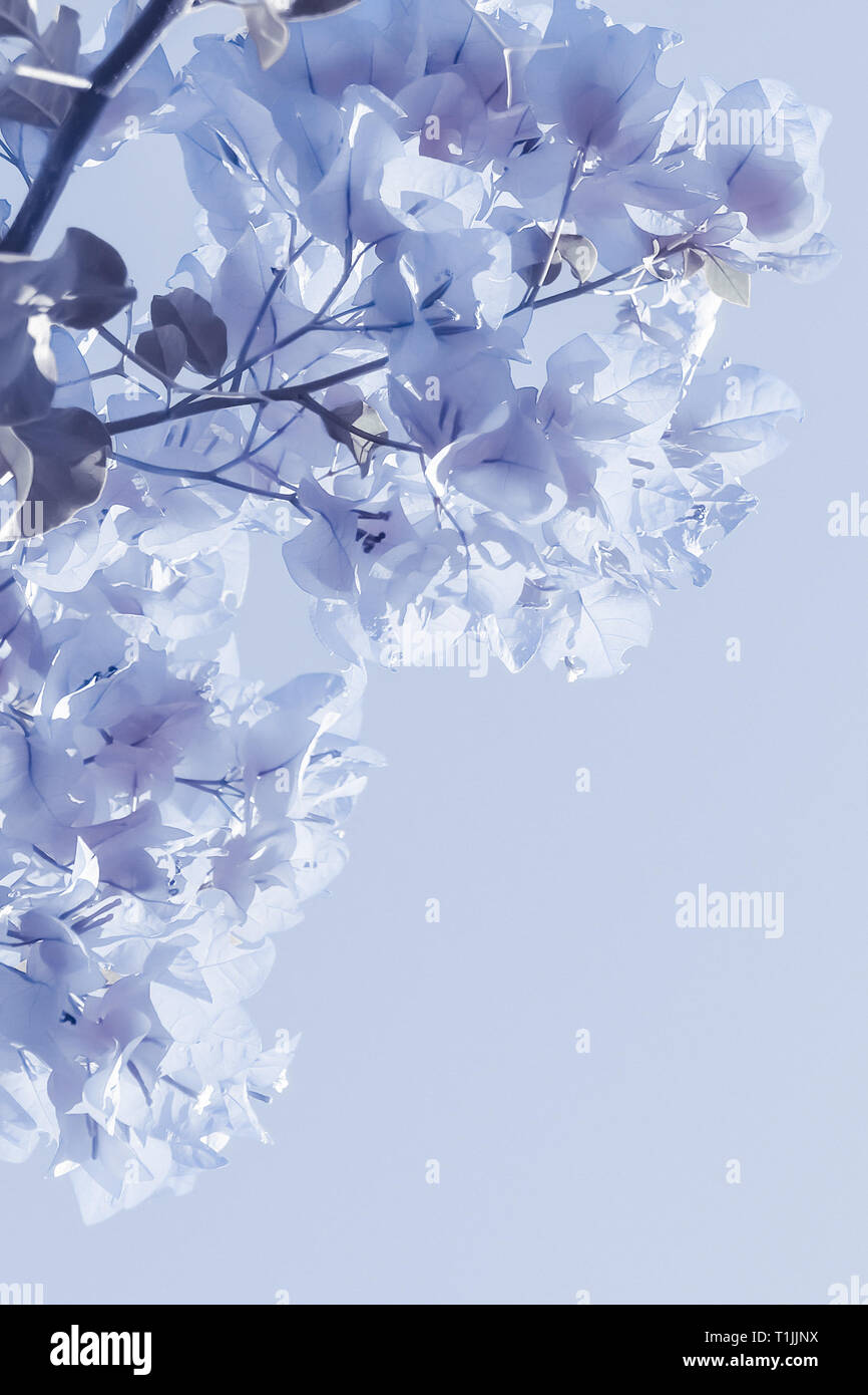 Flower background, spring nature and botanical beauty concept - Blue ...