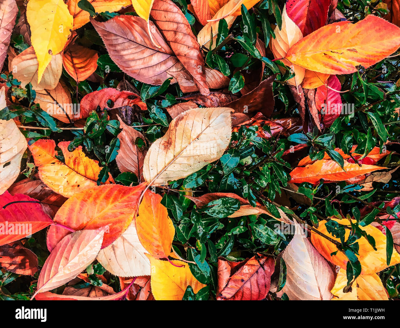 Fall season, weather and environment concept - Autumn leaves and trees ...