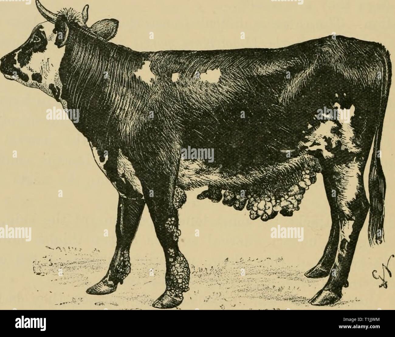 Cattle warts hi-res stock photography and images - Alamy