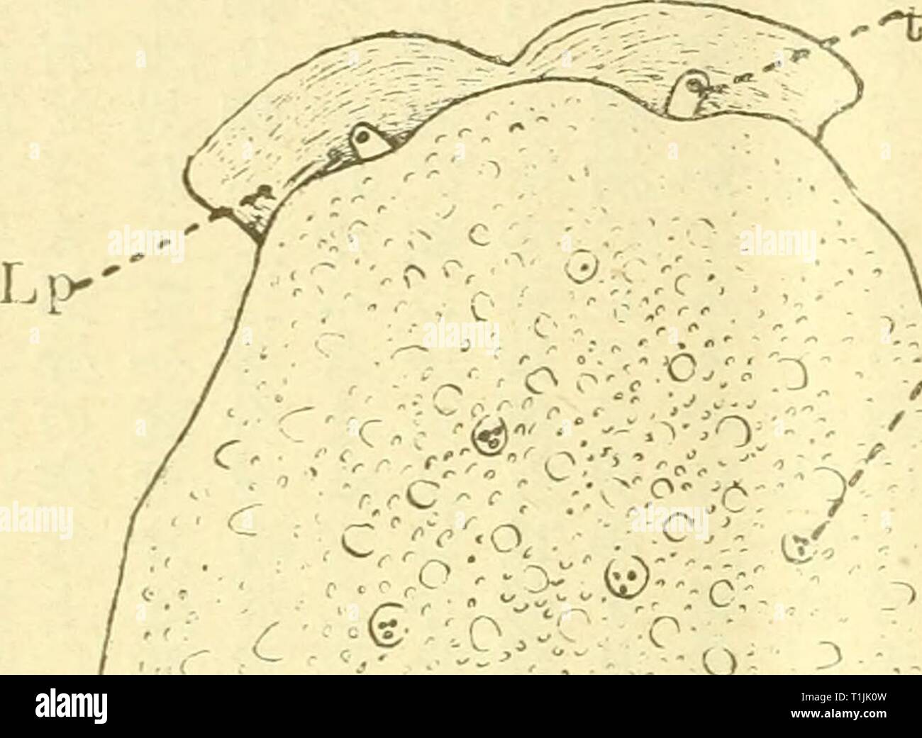 Dobutsugaku zasshi (1912 Stock Photo - Alamy
