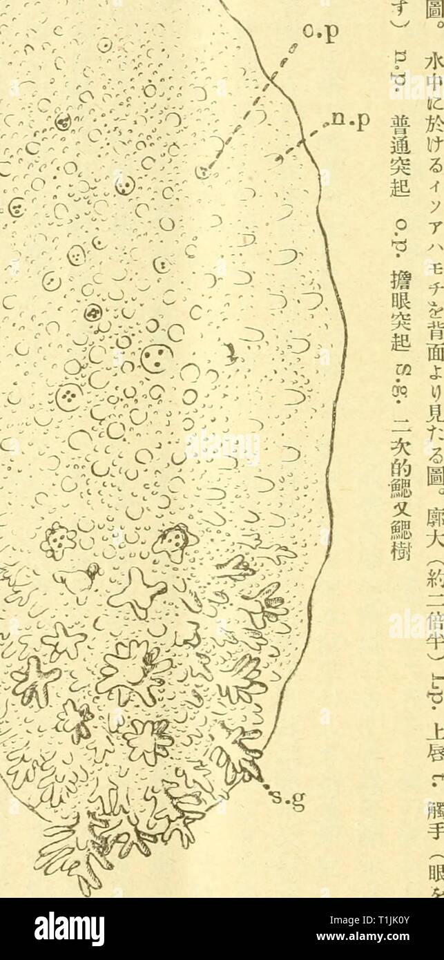 Dobutsugaku zasshi (1912 Stock Photo - Alamy