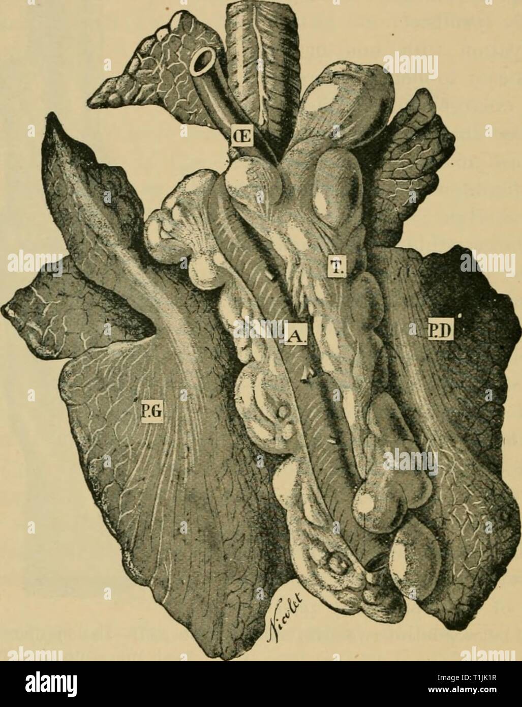 Anterior jugular vein hi-res stock photography and images - Alamy
