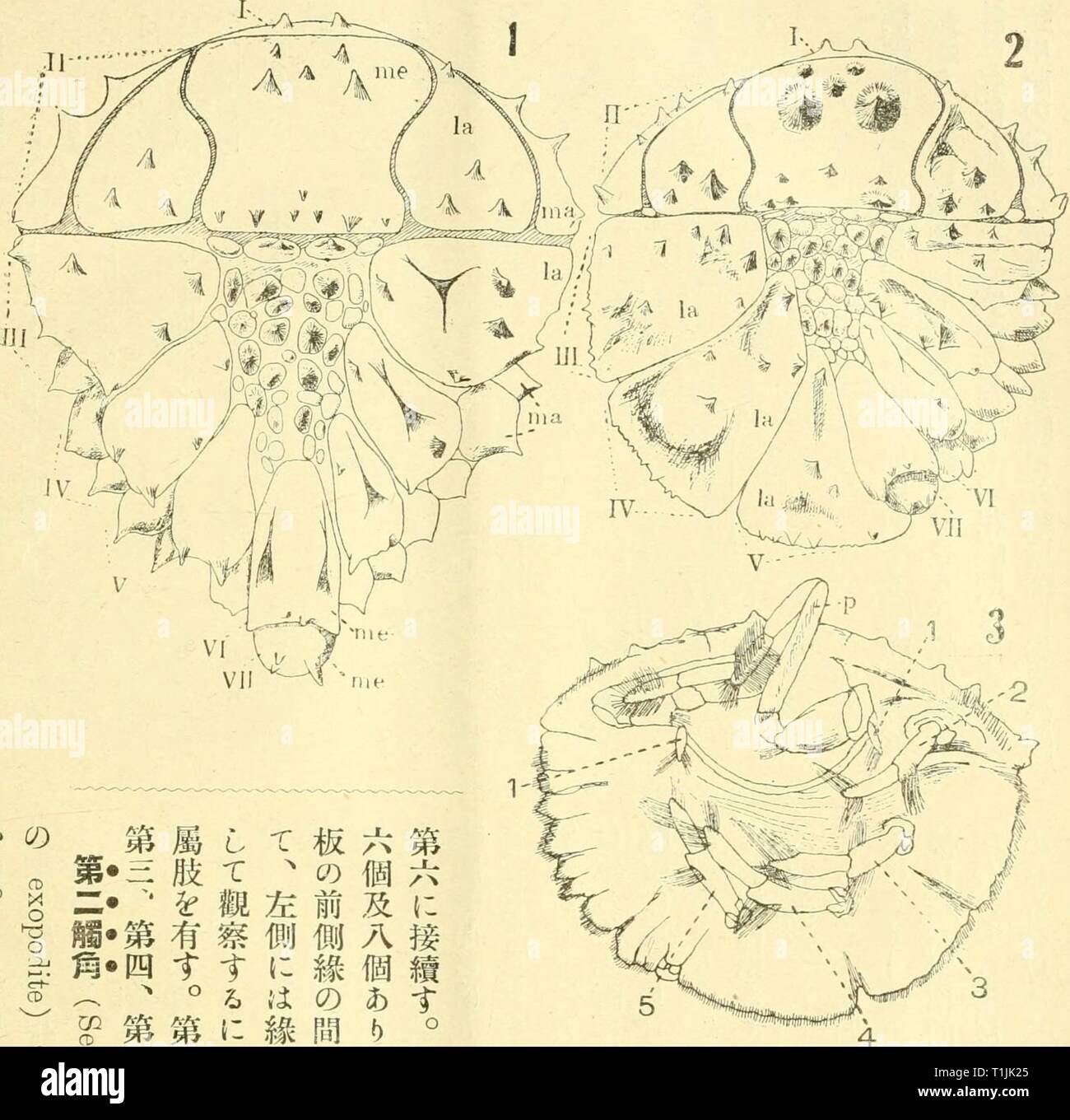 Dobutsugaku zasshi (1912 Stock Photo - Alamy