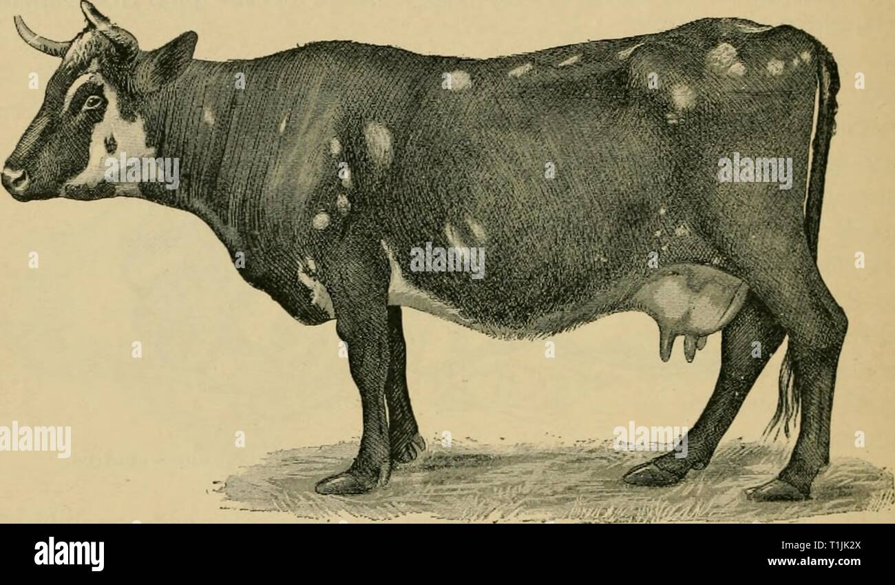 Chronic Disease Of Sheep High Resolution Stock Photography and Images ...
