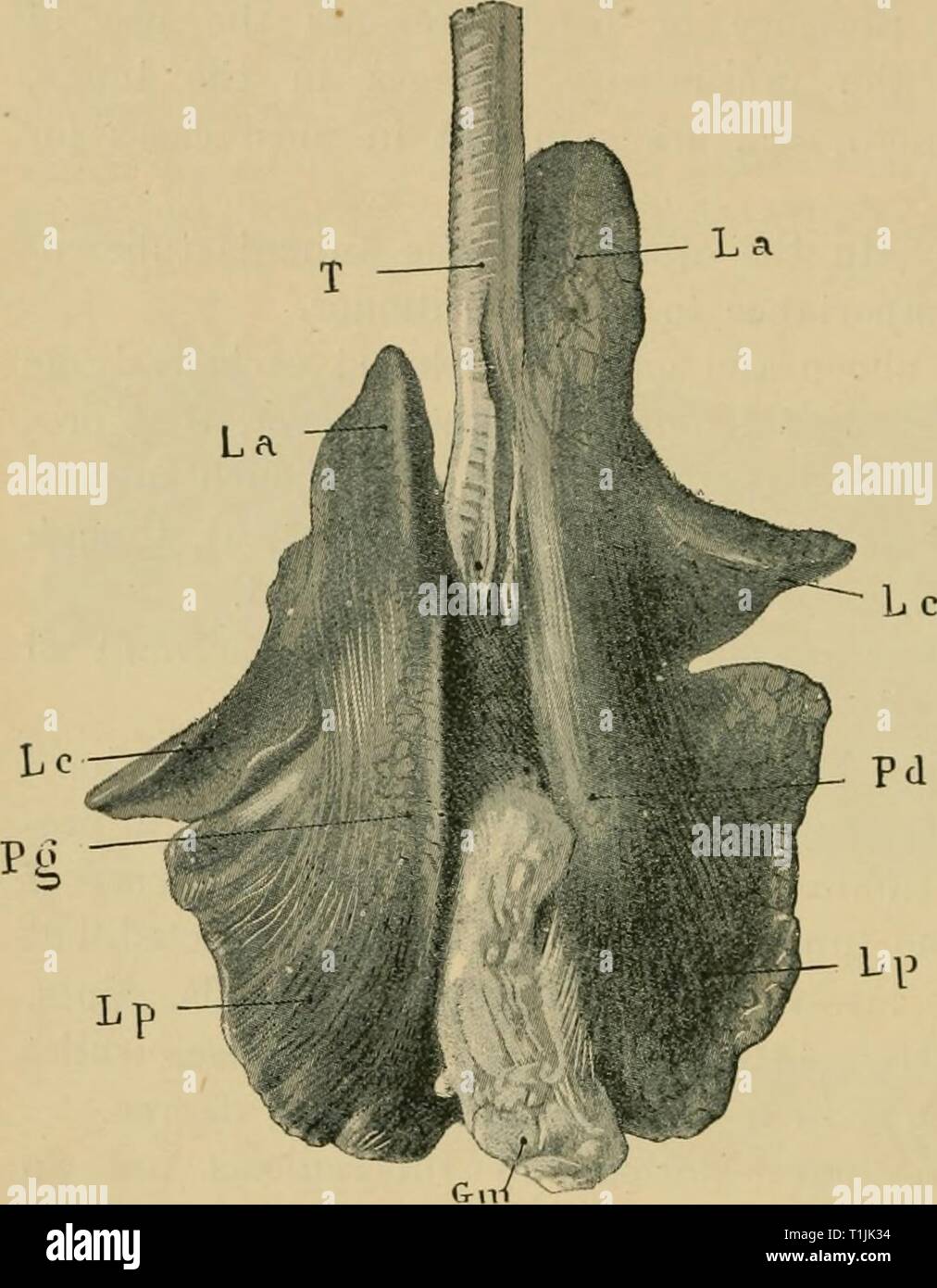 Tubercle bacillus hi-res stock photography and images - Alamy