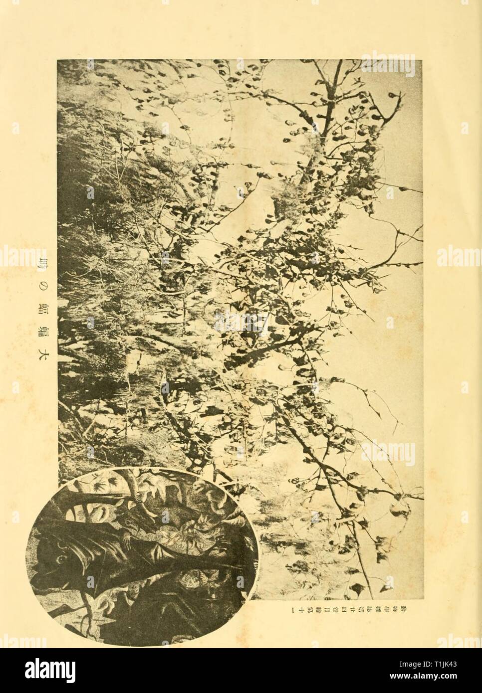 Dobutsugaku zasshi (1912 Stock Photo - Alamy