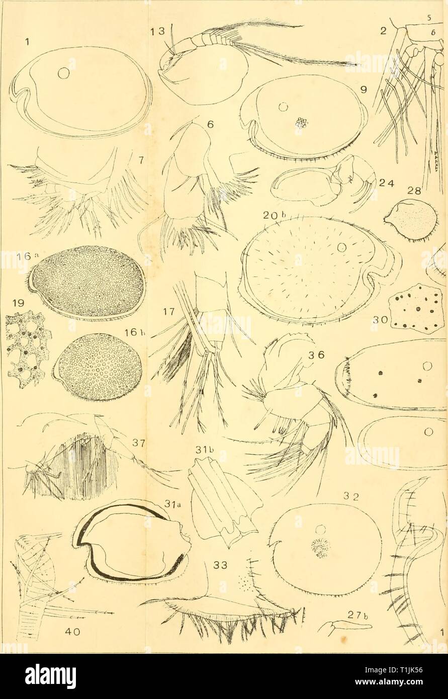 Dobutsugaku zasshi (1912 Stock Photo - Alamy