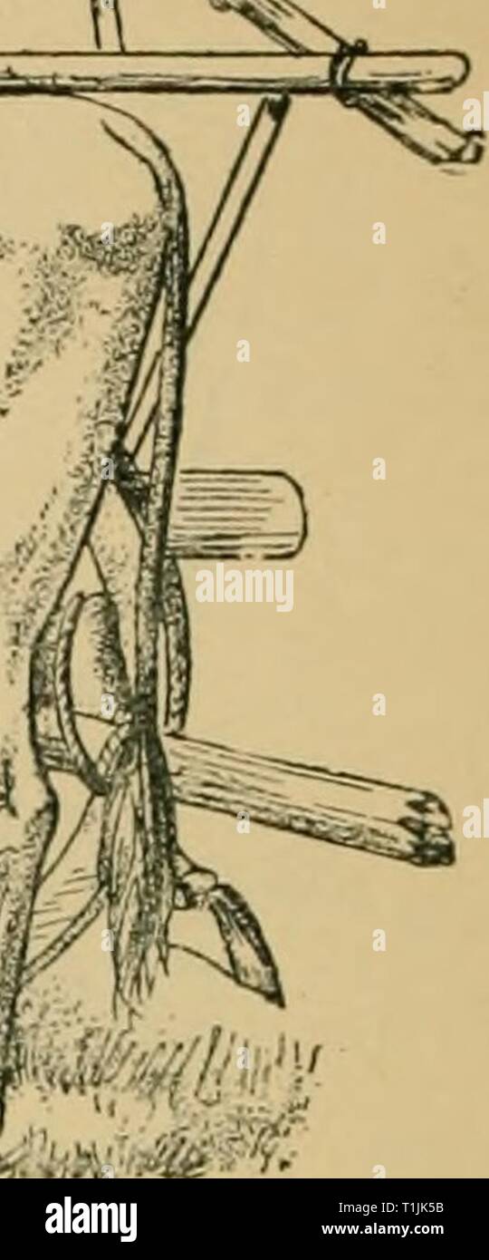 Diseases of cattle, sheep, goats Diseases of cattle, sheep, goats and ...