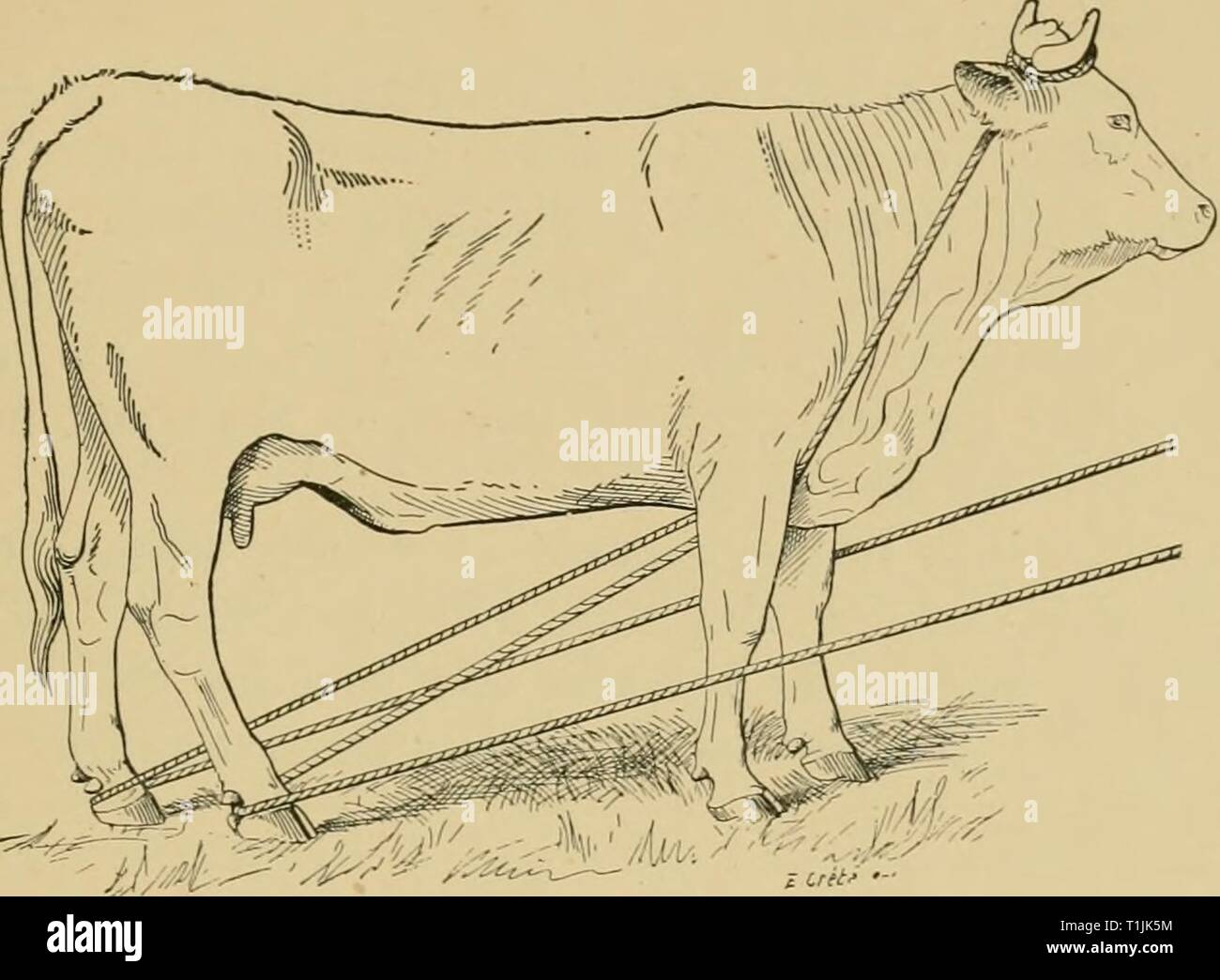 Sheep limbs hi-res stock photography and images - Alamy