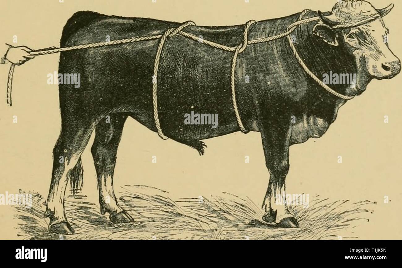 Sheep limbs hi-res stock photography and images - Alamy