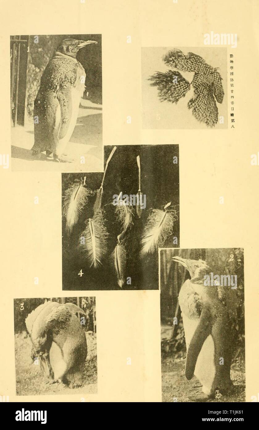 Dobutsugaku zasshi (1912 Stock Photo - Alamy