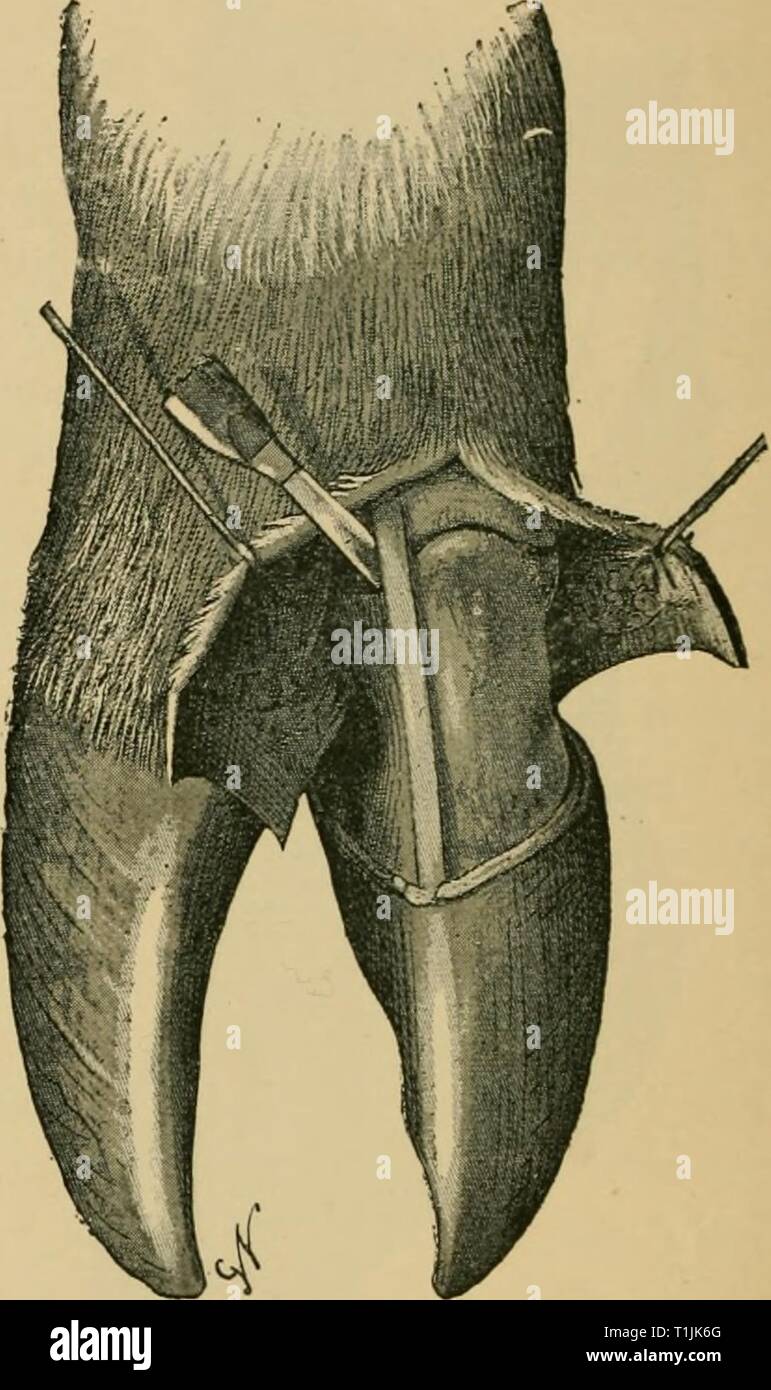 Third phalanges hi-res stock photography and images - Alamy