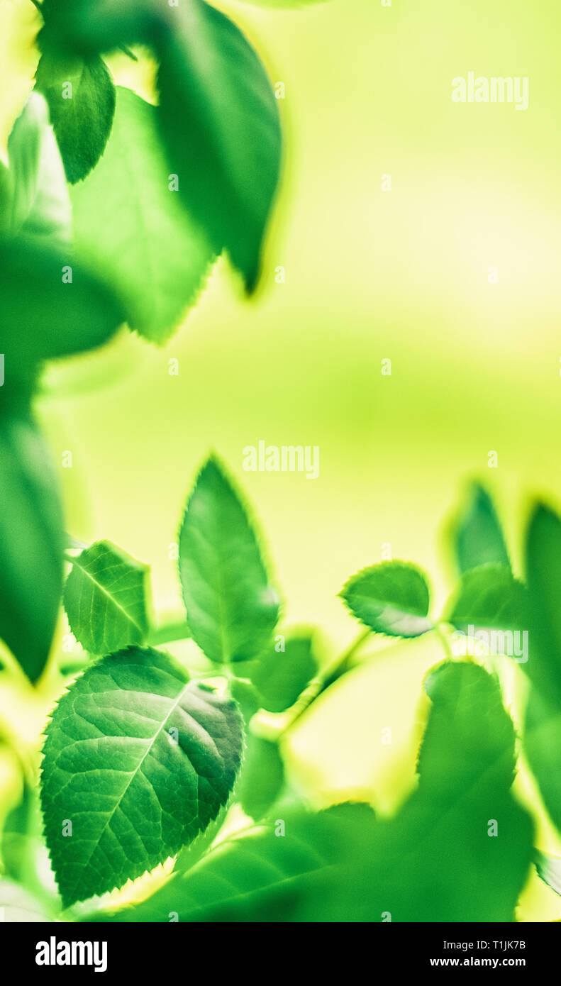 Fresh green leaves in spring - saving nature, healthy environment and ...