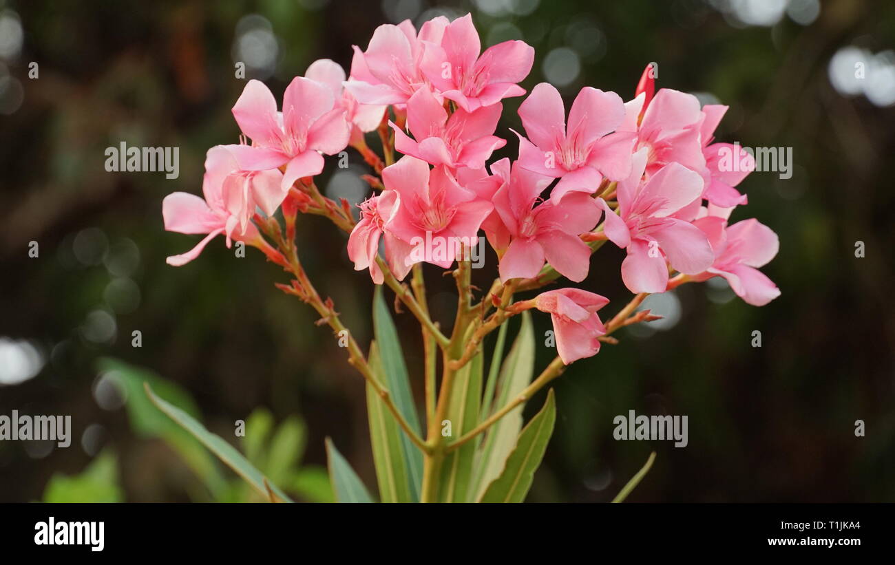 Indian oleander hi-res stock photography and images - Alamy