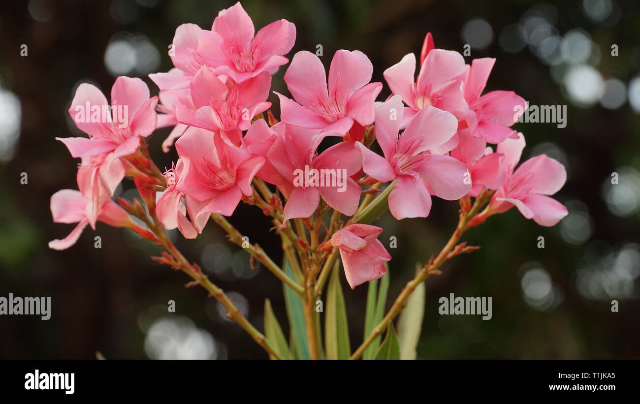 Indian oleander hi-res stock photography and images - Alamy
