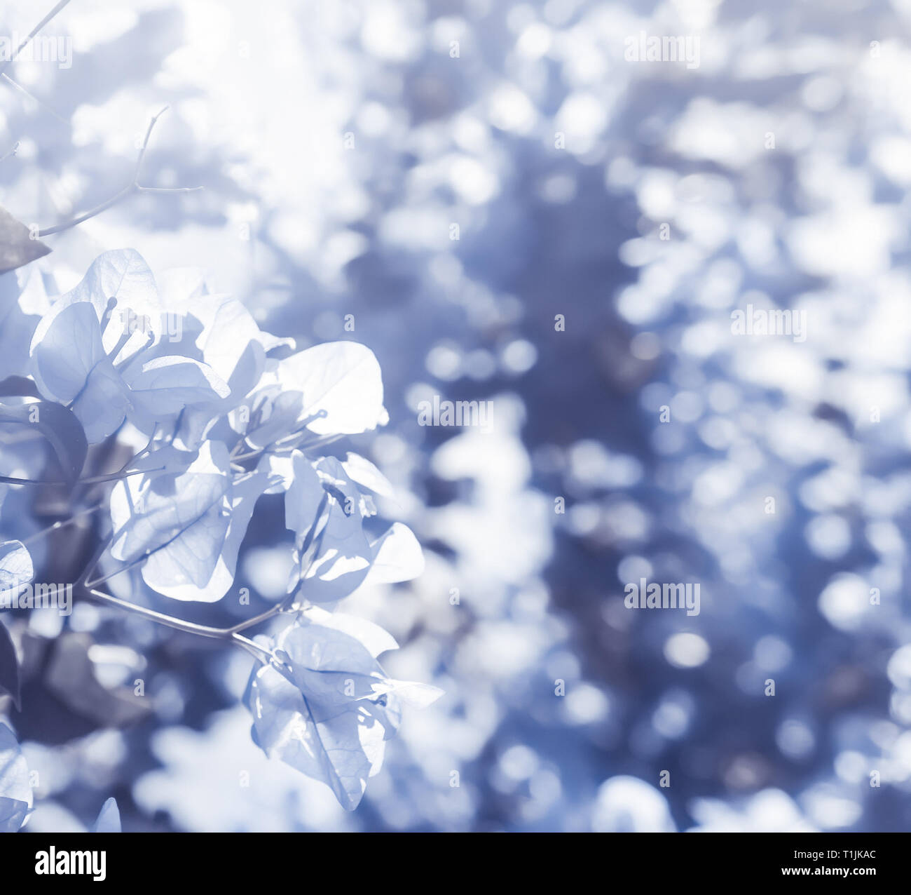 Flower background, spring nature and botanical beauty concept - Blue ...