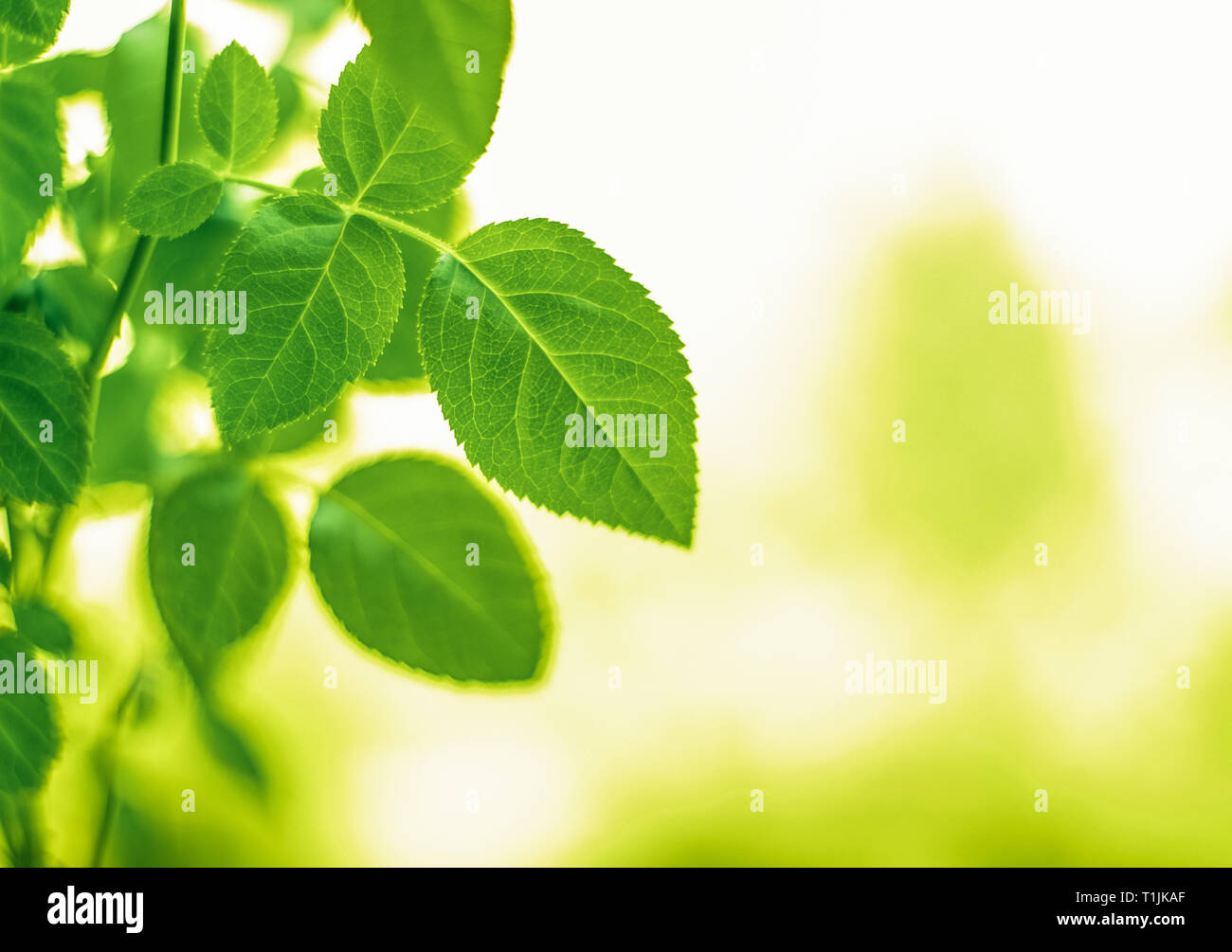 Fresh green leaves in spring - saving nature, healthy environment and ...