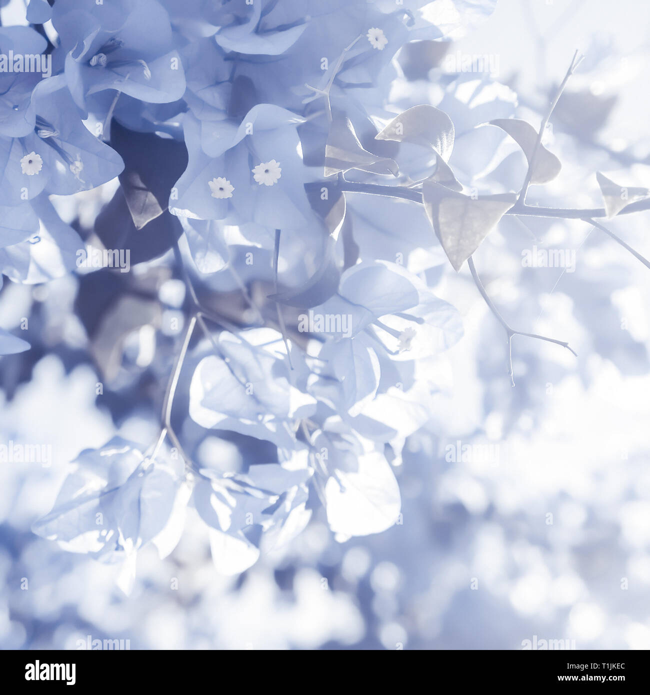 Flower background, spring nature and botanical beauty concept - Blue ...