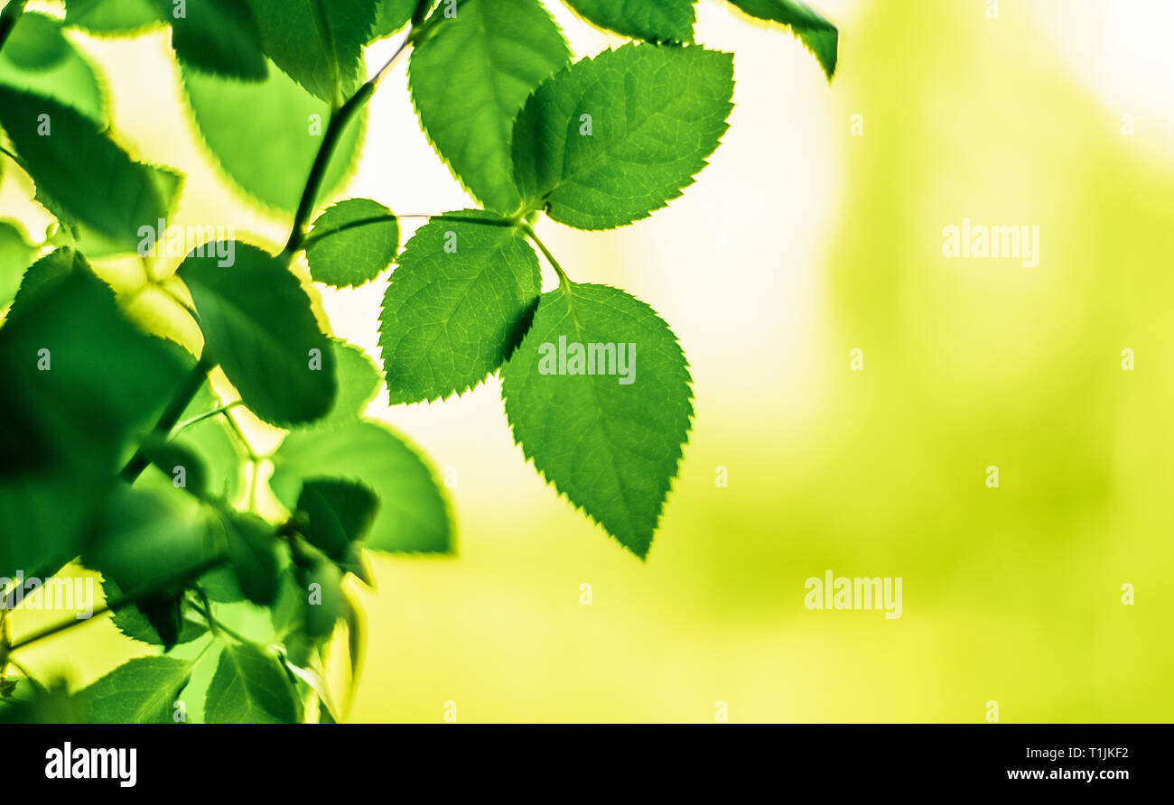 Fresh green leaves in spring - saving nature, healthy environment and ...