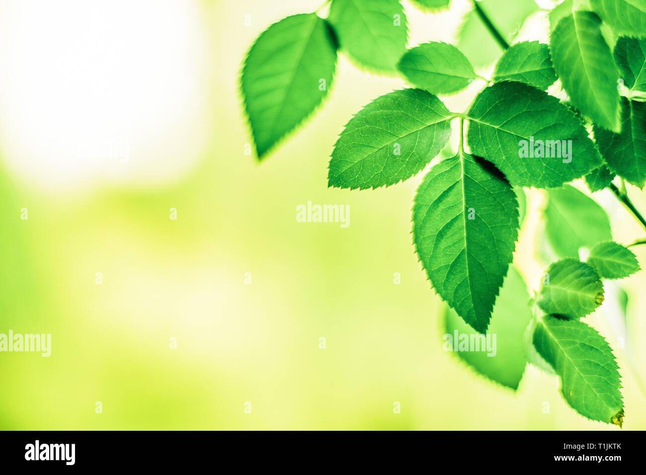 Fresh green leaves in spring - saving nature, healthy environment and ...