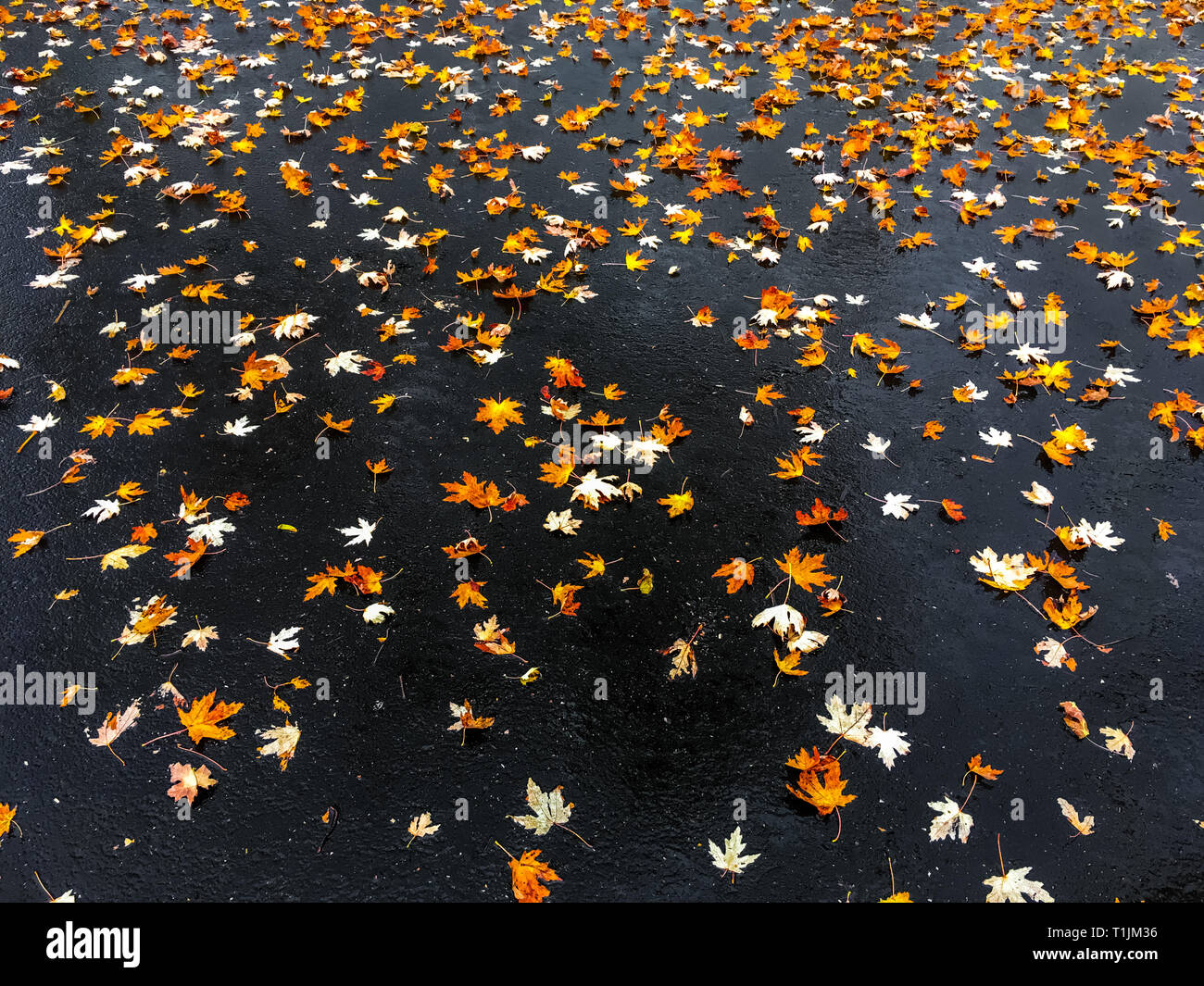 Fall season, weather and environment concept - Autumn leaves and trees ...