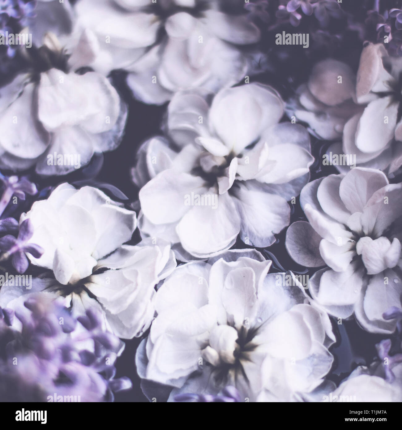 Botanical backgrounds, nature and home garden concept - Vintage floral ...