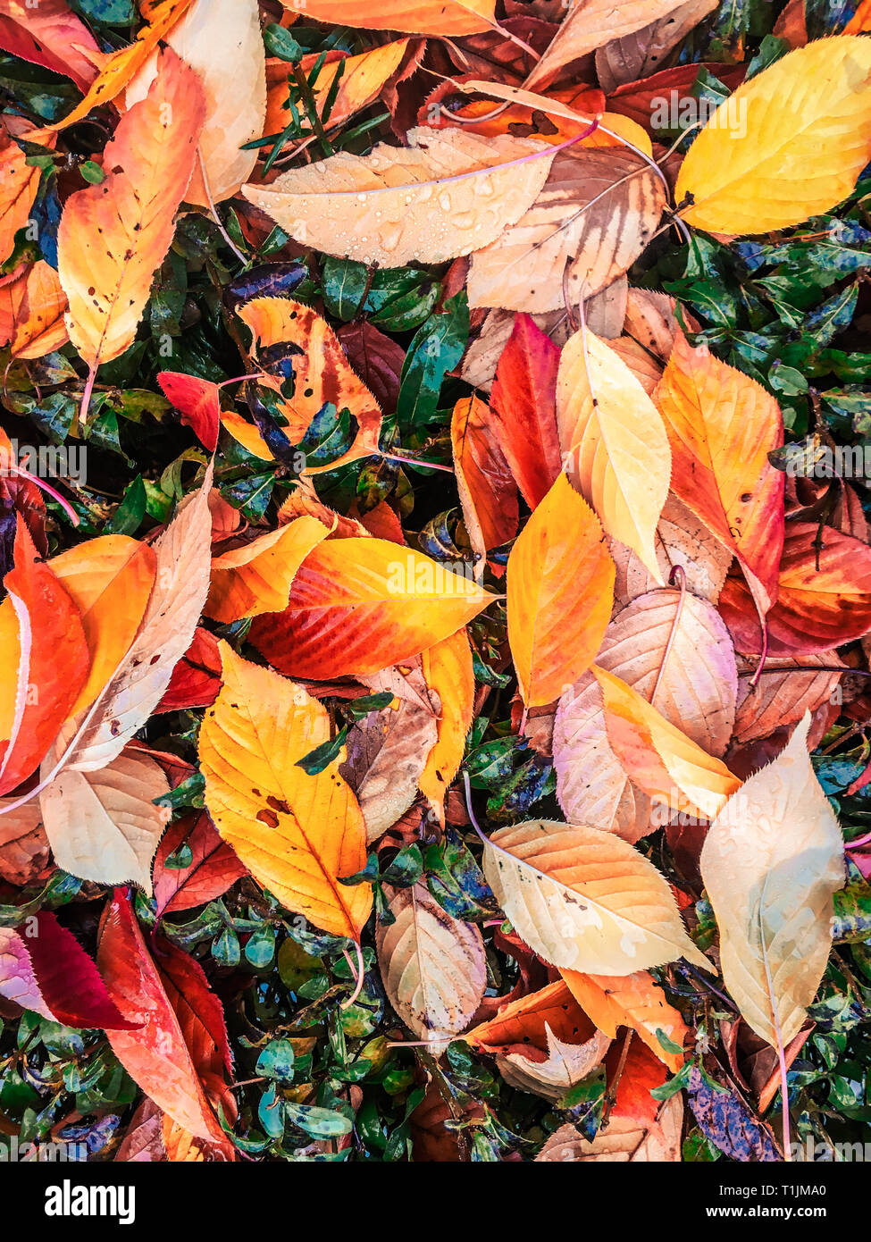 Fall season, weather and environment concept - Autumn leaves and trees ...