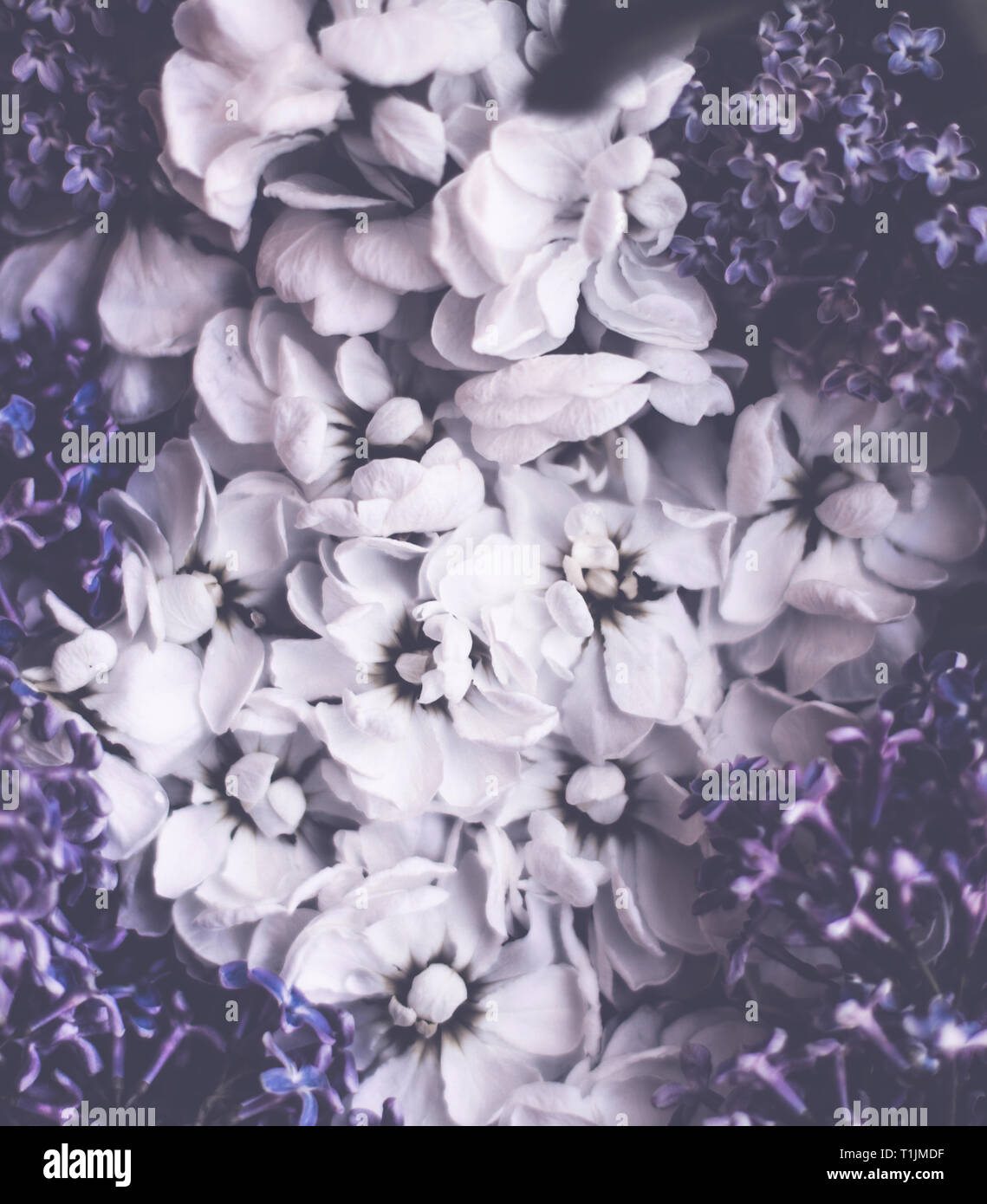 Botanical backgrounds, nature and home garden concept - Vintage floral ...