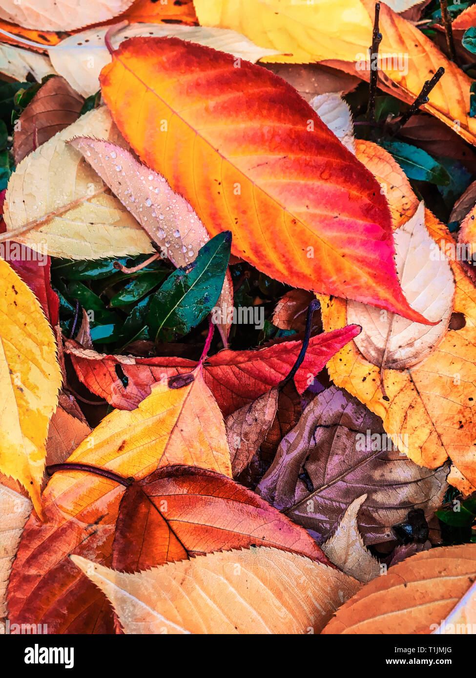 Fall season, weather and environment concept - Autumn leaves and trees ...