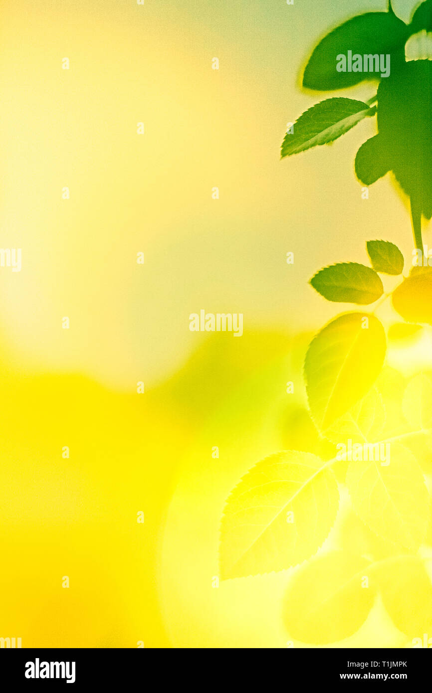 Fresh leaves and sunlight in spring - saving nature, healthy ...