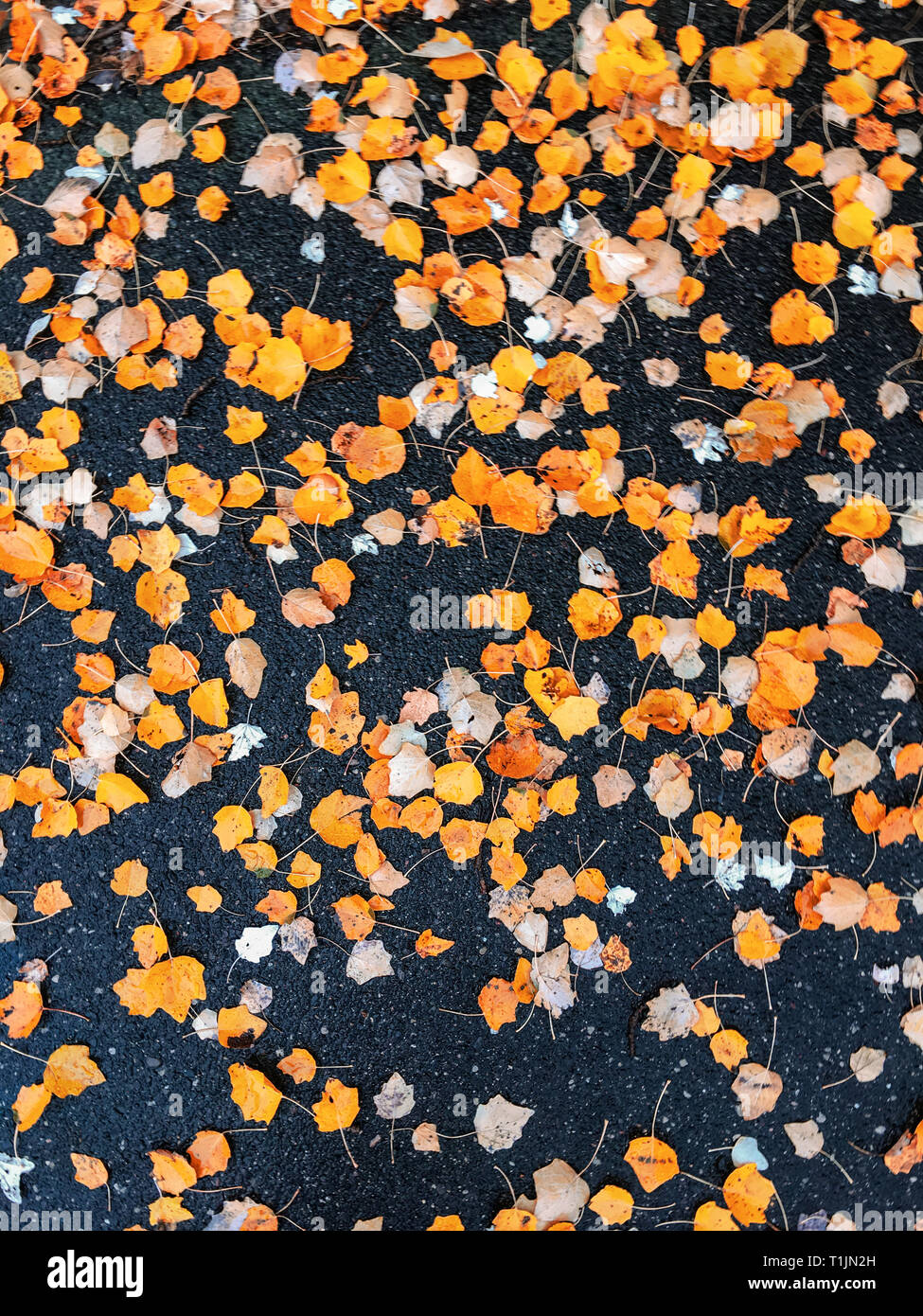 Fall season, weather and environment concept - Autumn leaves and trees ...