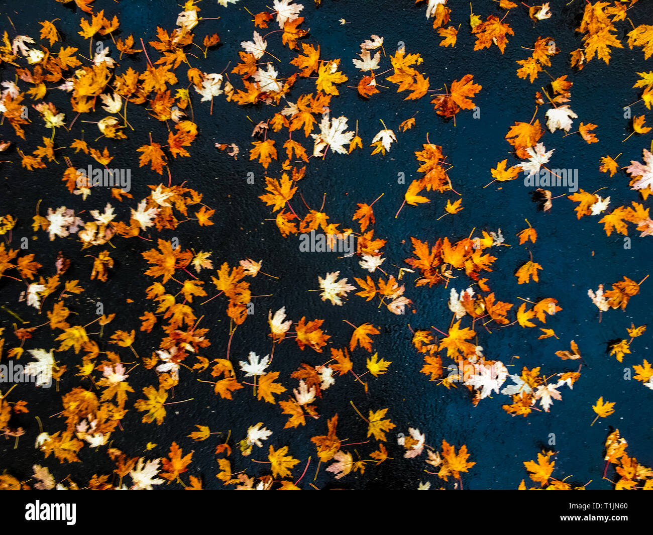 Fall season, weather and environment concept - Autumn leaves and trees ...