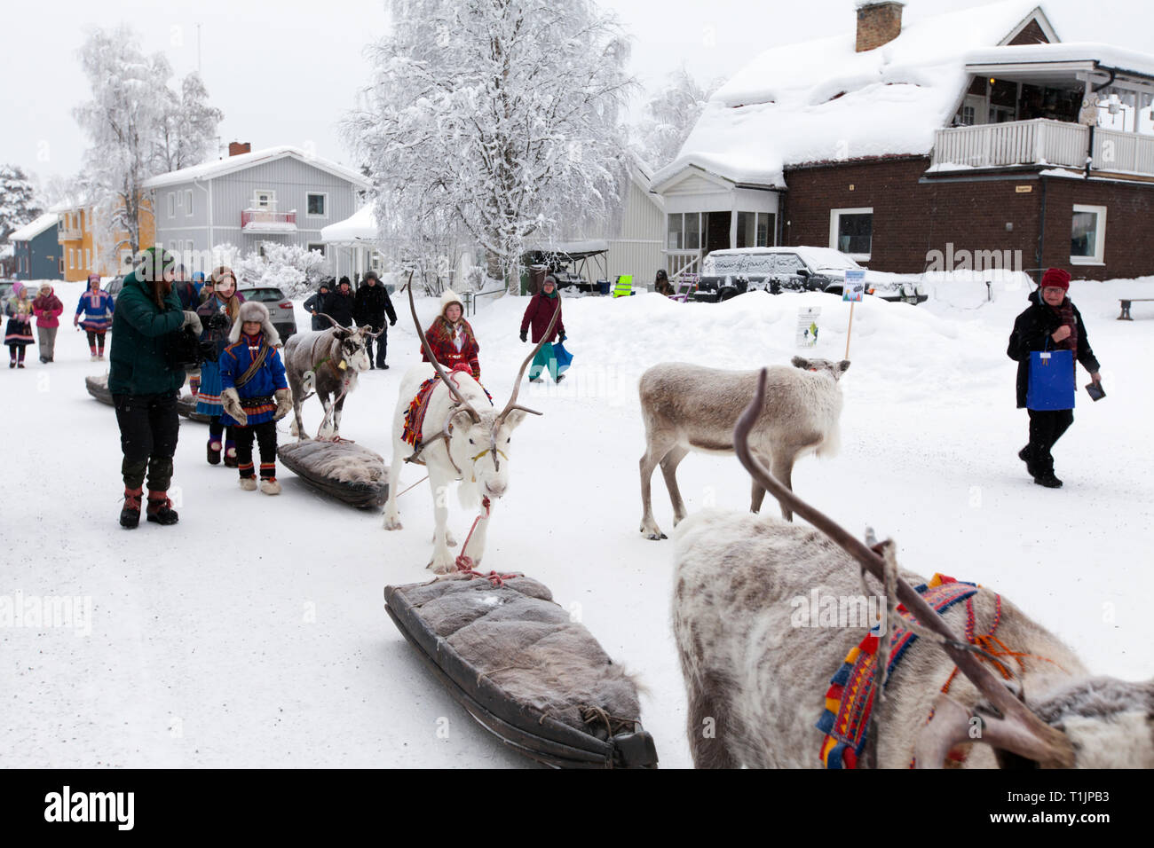 Meeting with sami and reindeer hi-res stock photography and images - Alamy