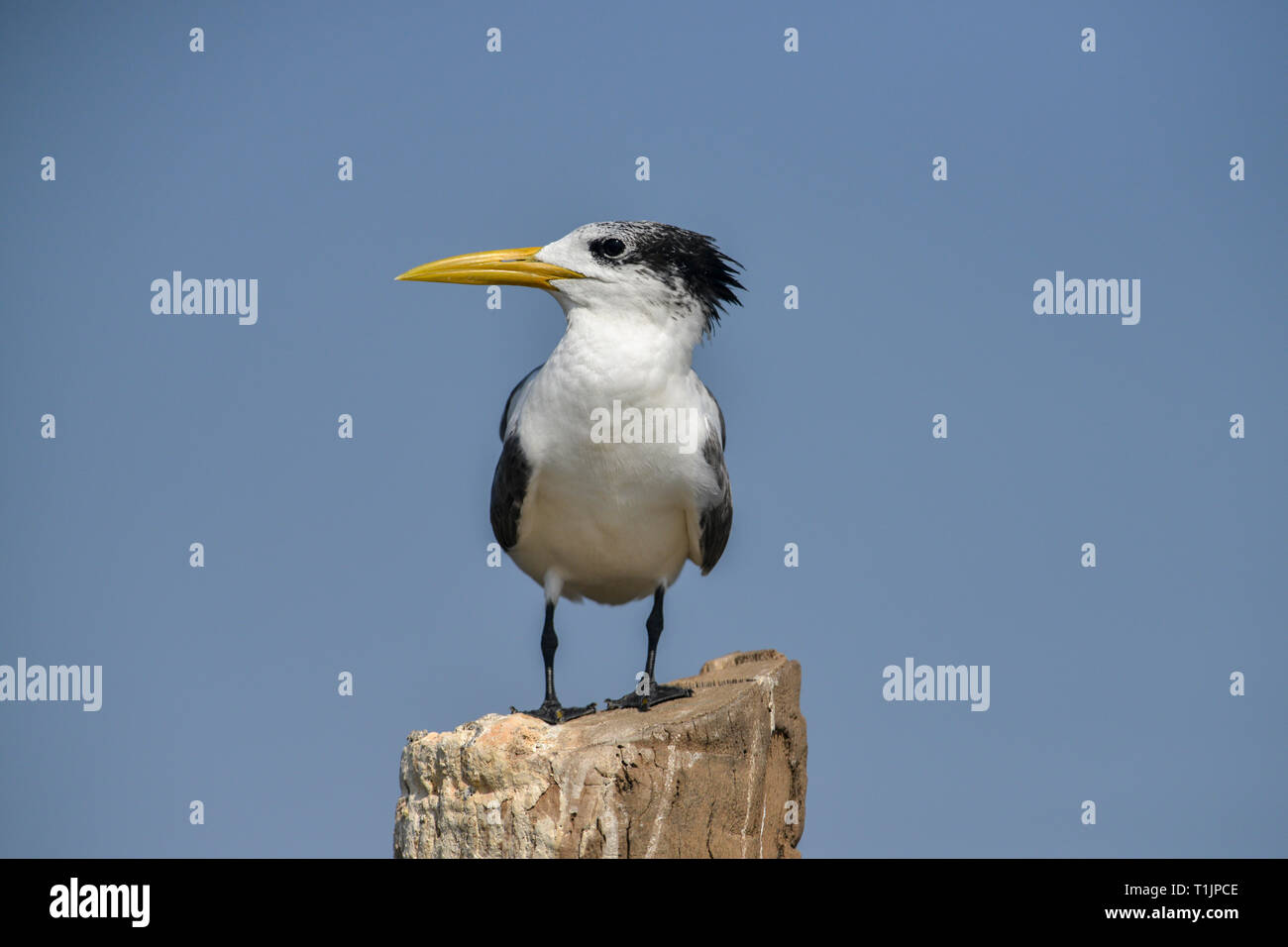 Great Crested Tern at Goa,India Stock Photo - Alamy